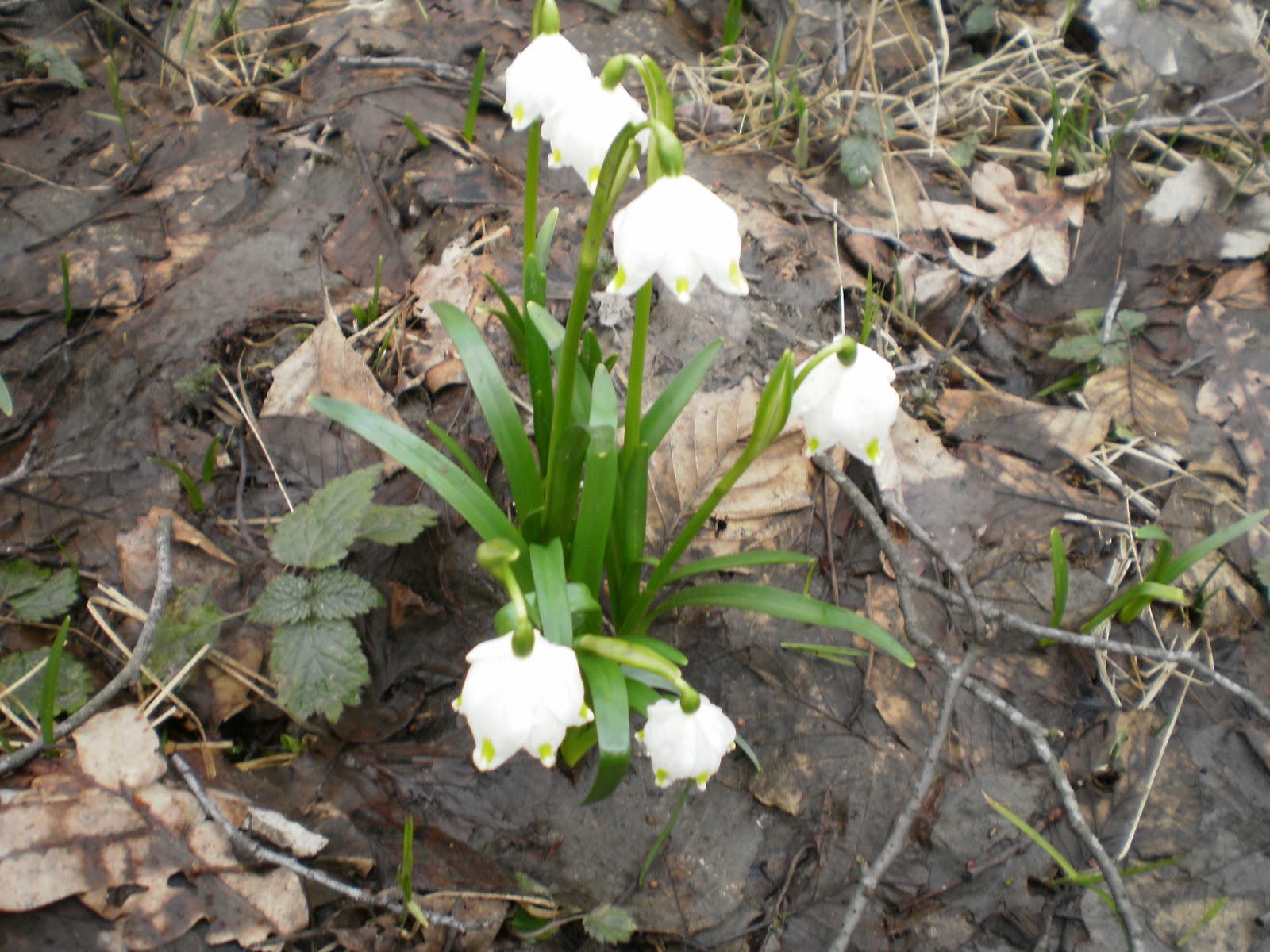 GLEDIŠTA VUJCA ŠTEFINE: PROLJETNI DRIJEMOVAC