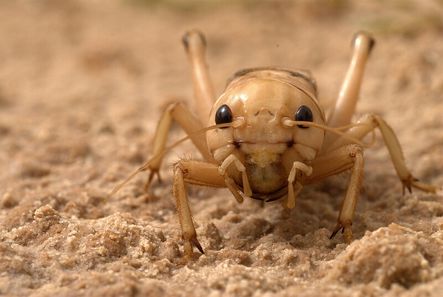 O Livro da Natureza: Grilo Gigante salta montes