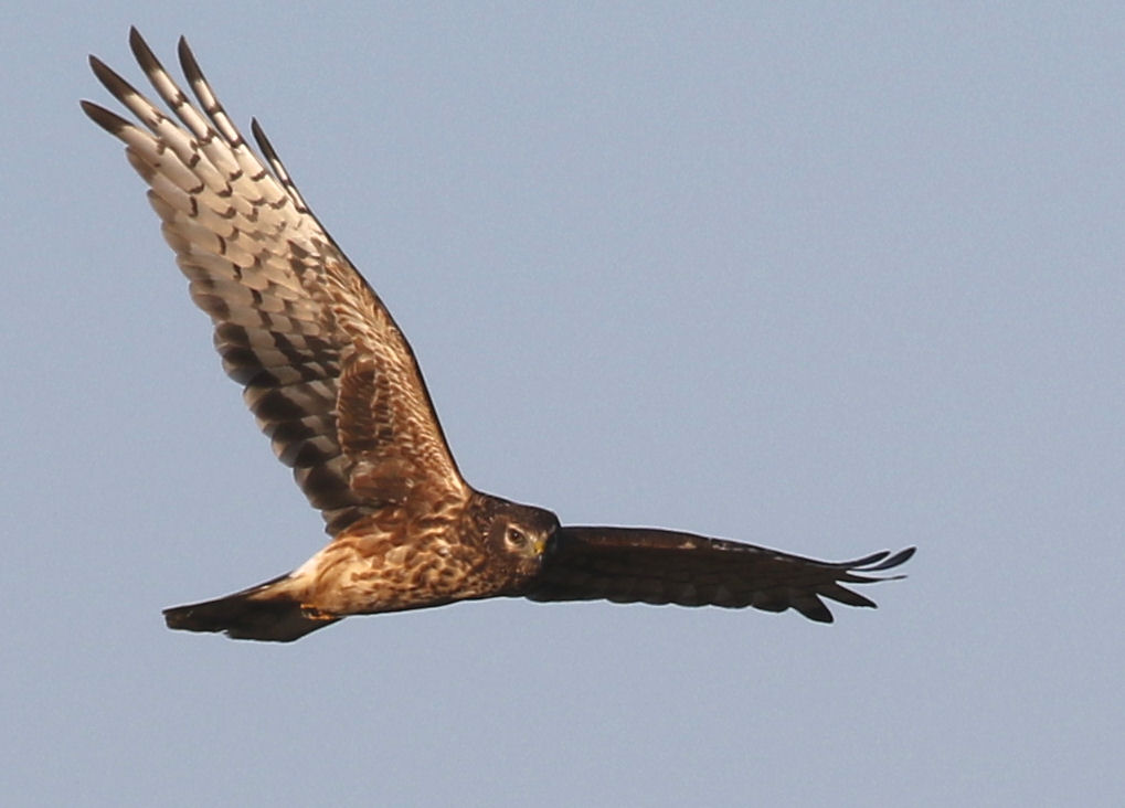 Birding with Flowers: Wintering Hen Harriers