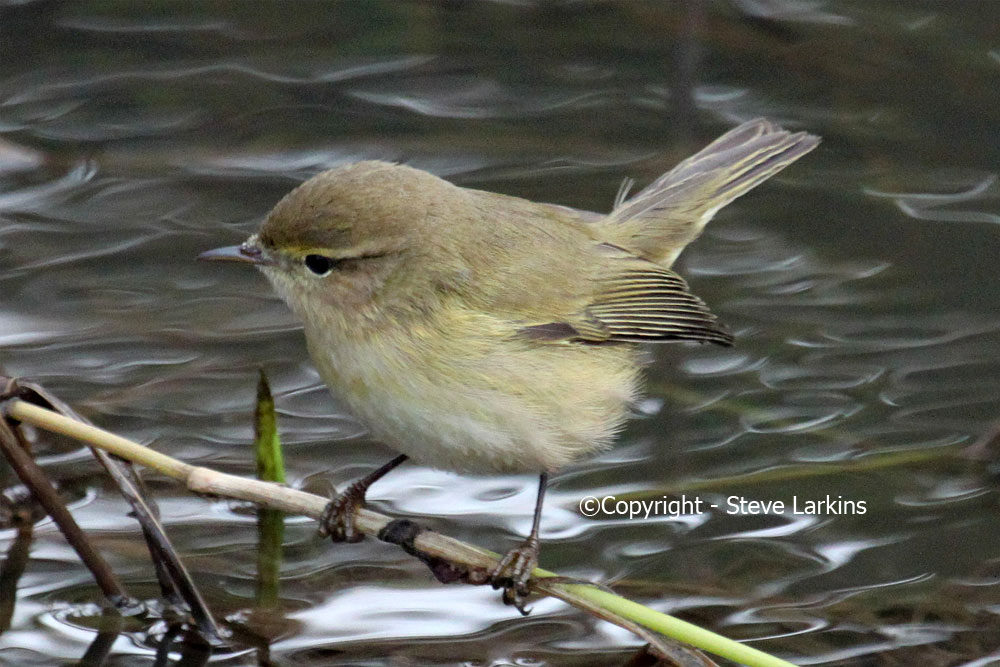 Greenham Birding: Wintering Chiffchaff