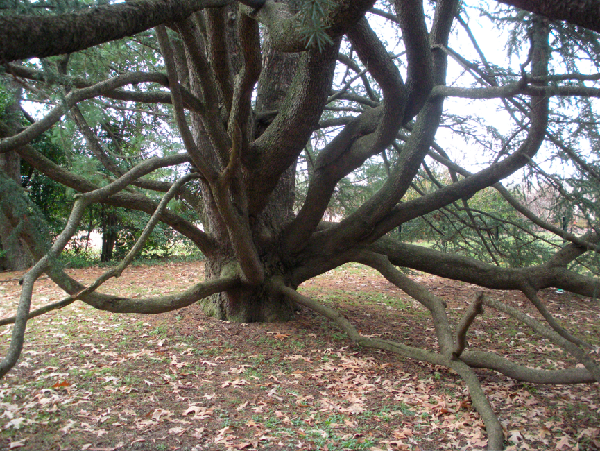 Memphis Trees: A trip to the Memphis Botanic Garden in the winter