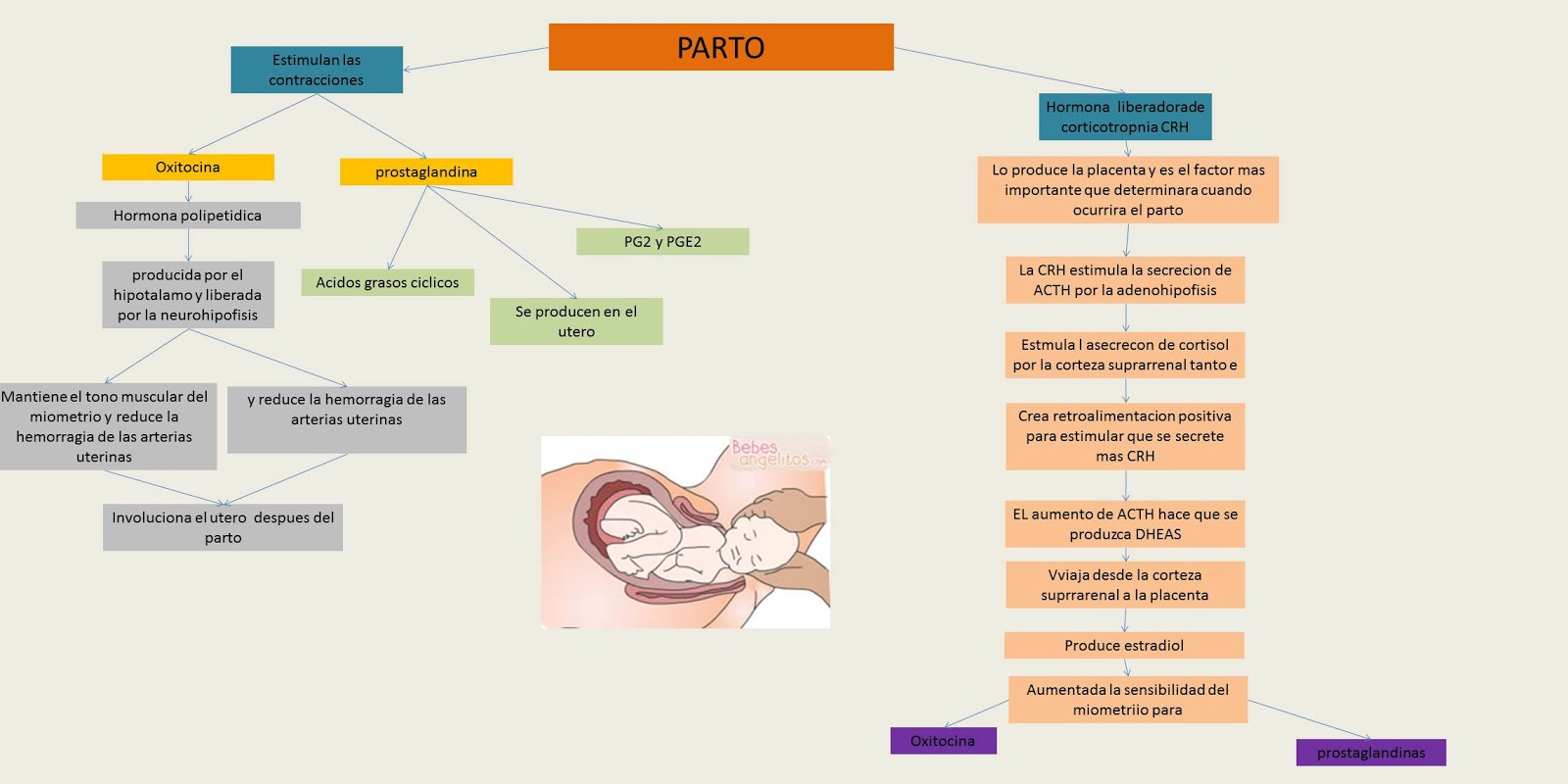 Fisiologia