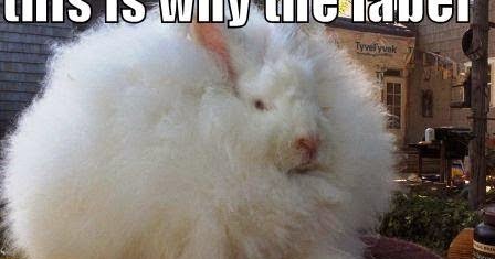 Humid Bunny Meme
