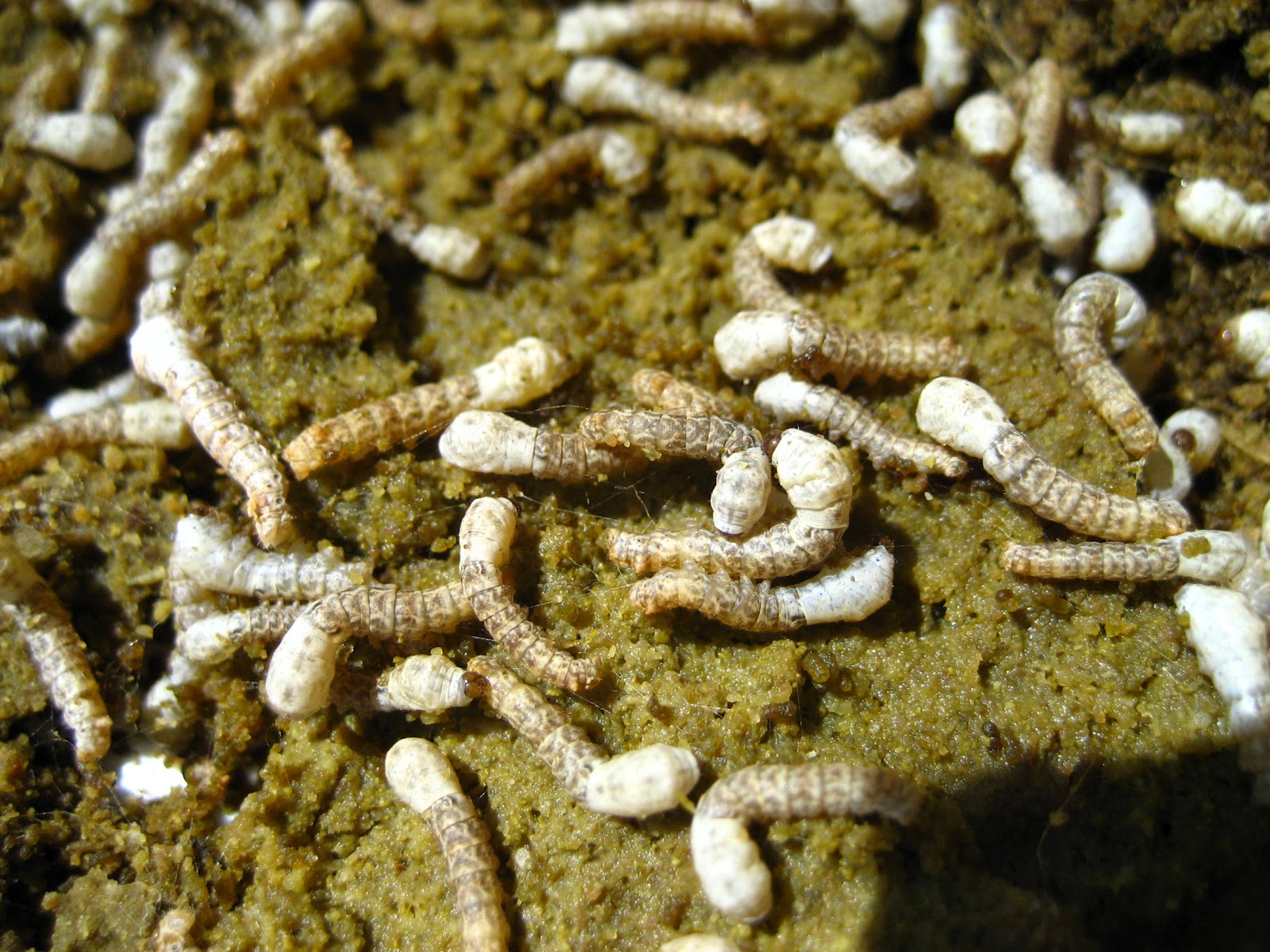 Banco Genético de Bombyx mori en Valencia (España): Comida artificial