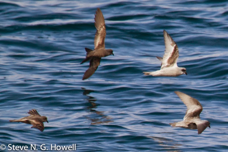 Debi Shearwater's Journeys: CORDELL BANK & BODEGA CANYON SEABIRD ...