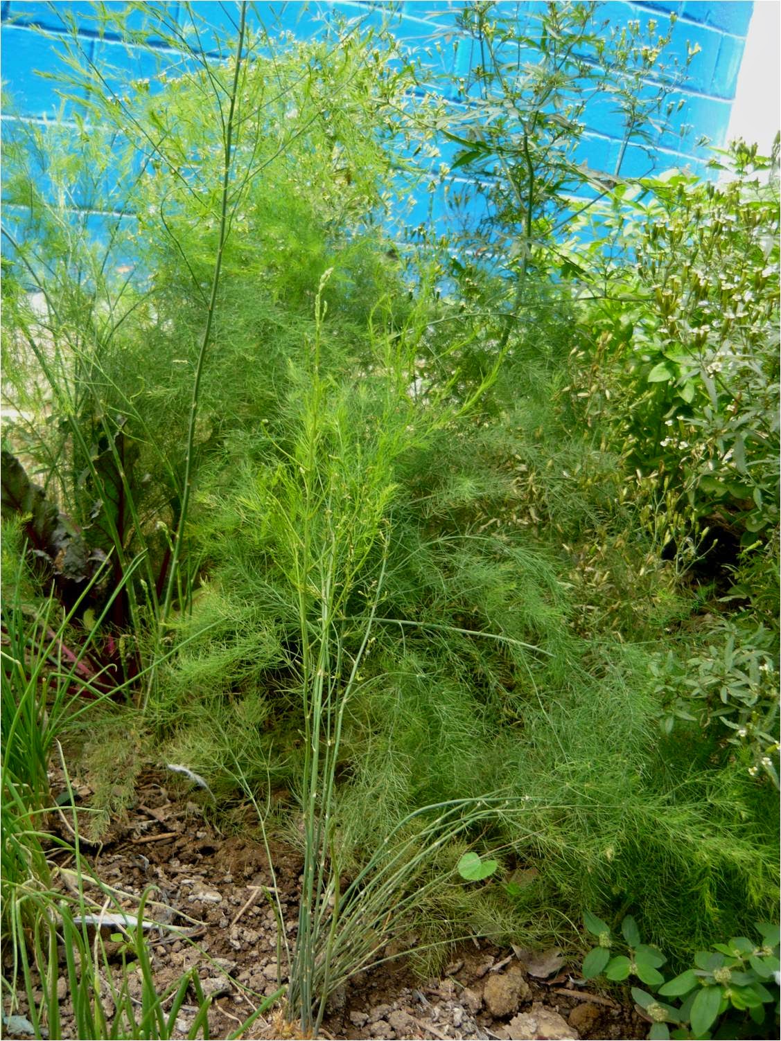 ALTERNATIVA ECOLÓGICA: CULTIVO DE ESPÁRRAGO