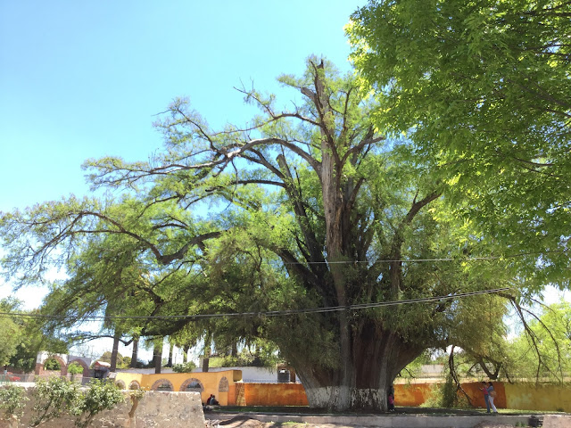 VENERABLES ÁRBOLES : El Sabino de Zimapán, México