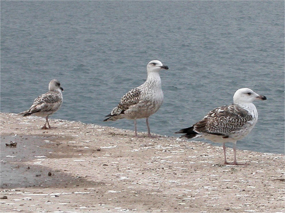 Aves y Fotografía de Naturaleza: Gavión Atlántico, Larus marinus, Great ...
