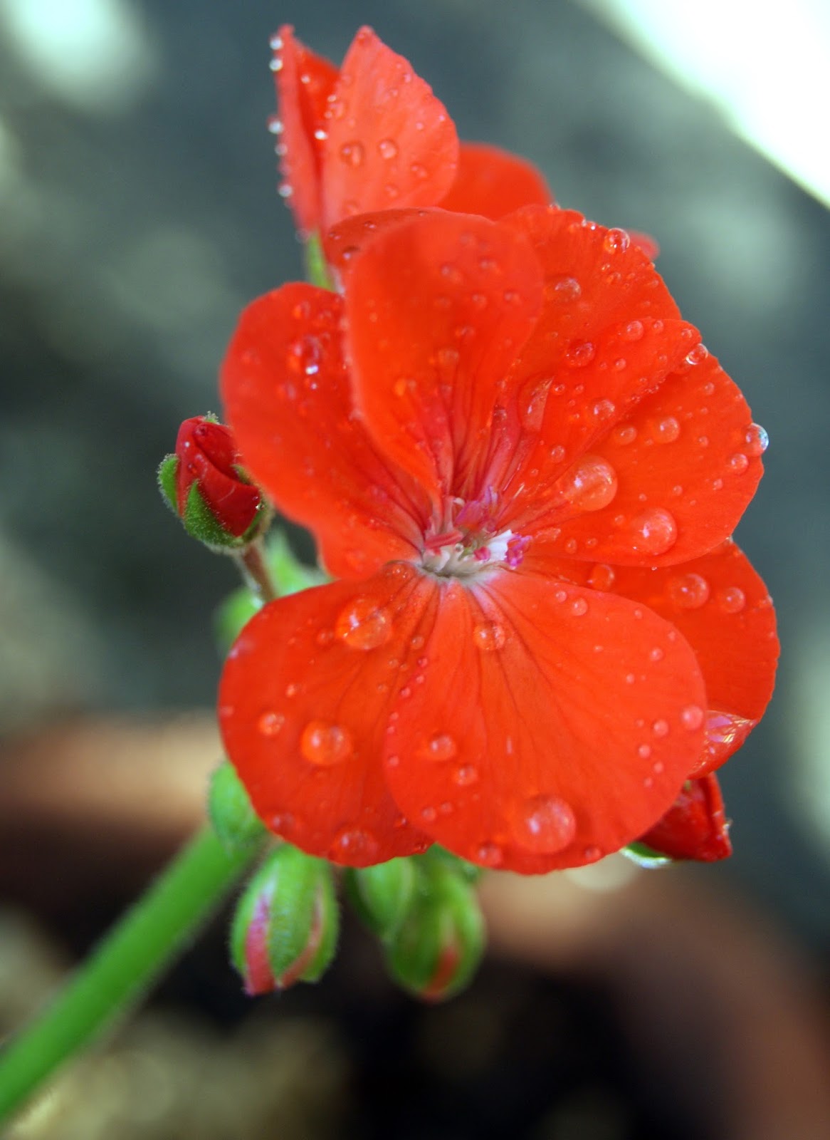 EL MUNDO DE YUYU: Flores con rocio