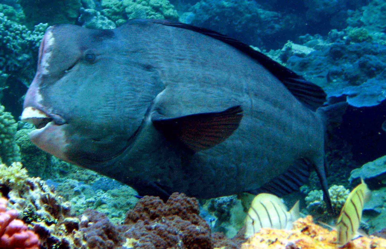 Sciency Thoughts: Head-Butting in Giant Bumphead Parrotfish.