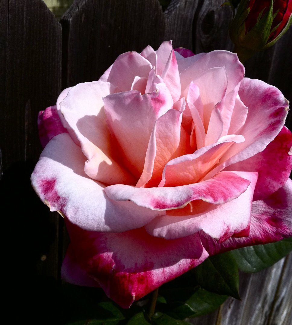 THE CITIZEN ROSEBUD: Sprung