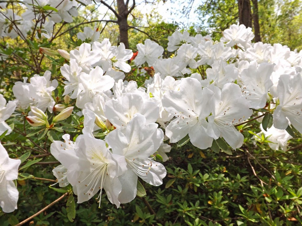 MARIETTE'S BACK TO BASICS: {Our Mrs. G. G. GERBING Azaleas}