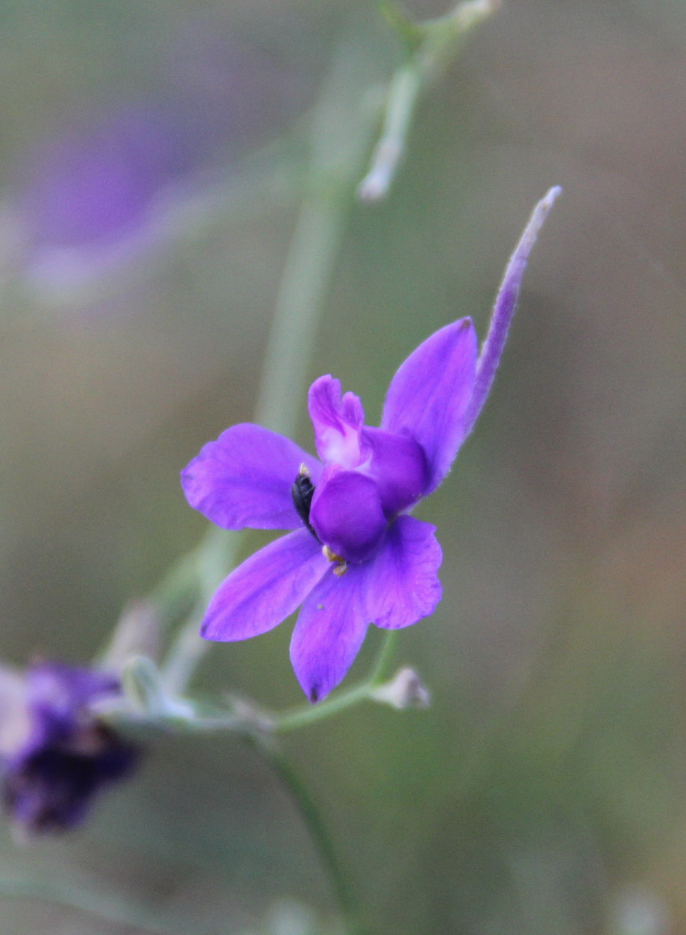 Flora Mirabilis: Consolida regalis (syn. Delphinium consolida)