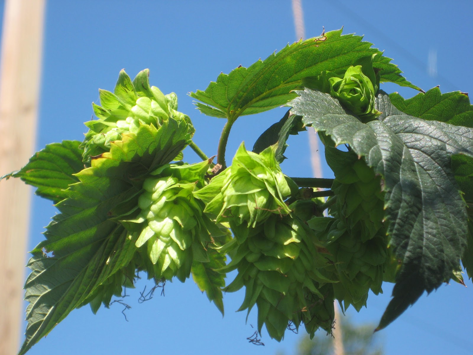 Michigan Hops Farm