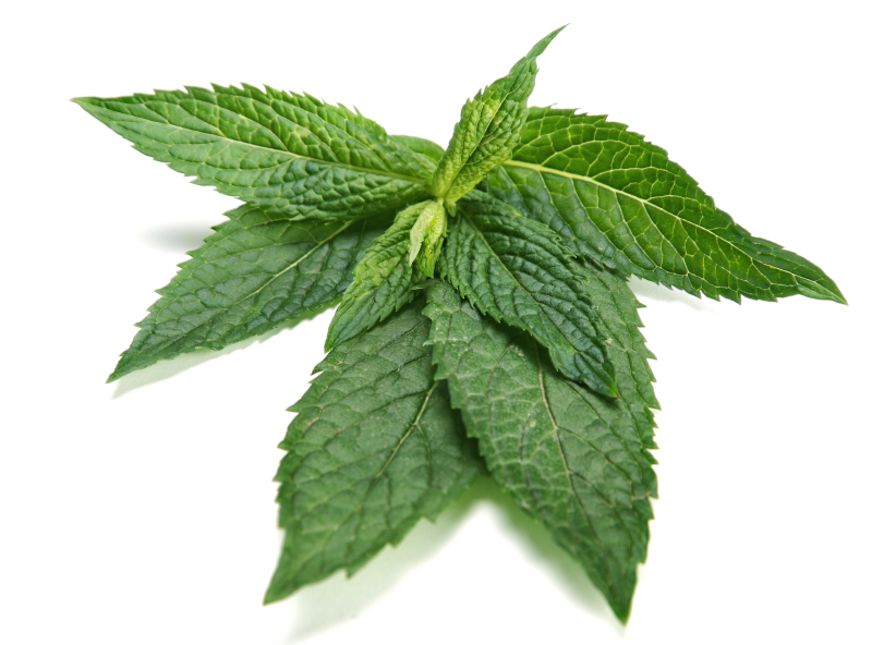 Peppermint: Health Benefits, Precautions - Herbal Medicine