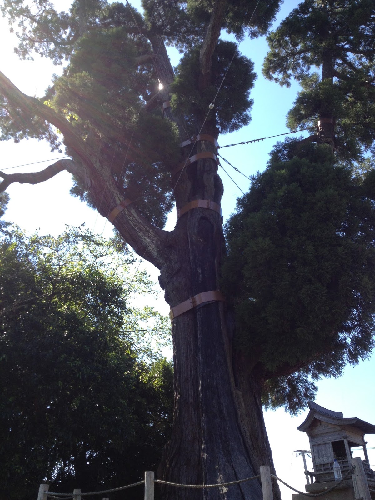 Dream Tours Japan: Giant Cedar Tree: Nagasaki Prefecture