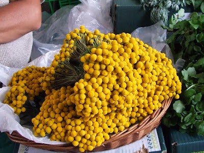 Sabe o que é macela? - Somos Madeira