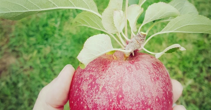 Woven by Words: 20 Must Try Apple Recipes