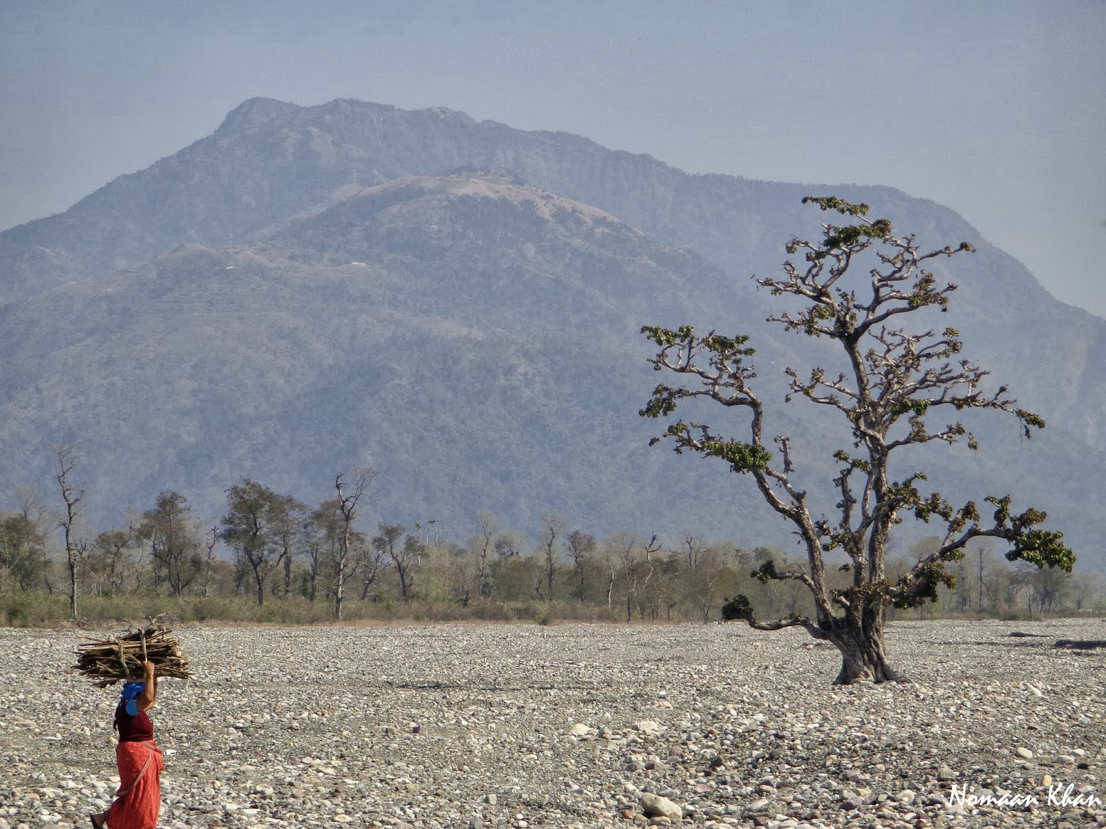 Nomaan Khan's Blog: The tree which stands as a visual heritage of Dehradun