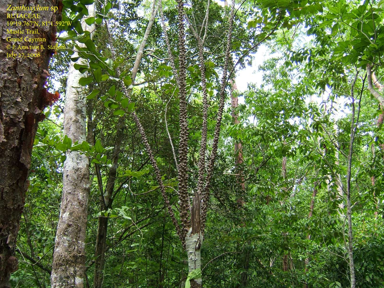 CaymANNature: Spiny Confus'em and the Shake Hand Trees