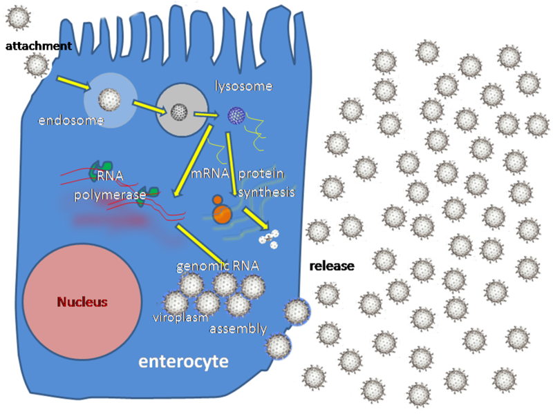 Infection Landscapes: Rotavirus
