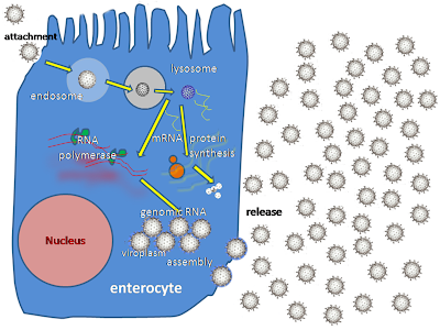 Infection Landscapes: Rotavirus