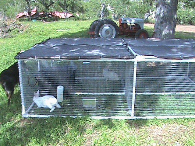 Rabbits/Meat/Hunting and more: Our Rabbit Tractors