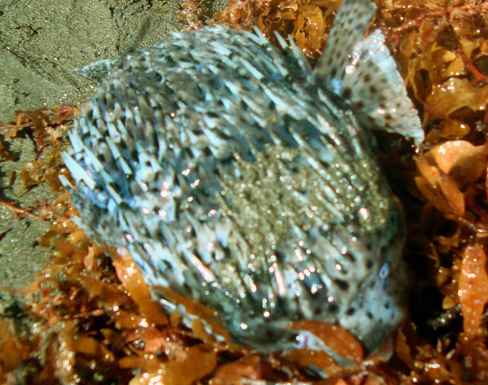 Living with Nature - School on Blog by Dr. Abercio V. Rotor: Giant ...