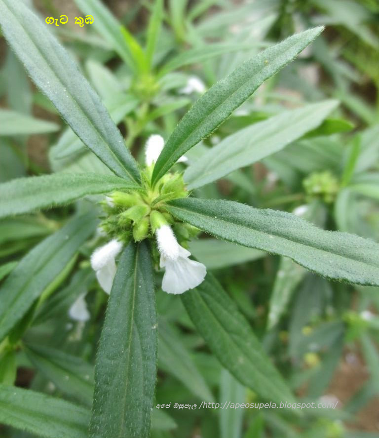 ගැට තුඹ [Geta Tumba] (Leucas zeylanica) ~ අපේ ඔසුපැළ Medicinal Plants ...
