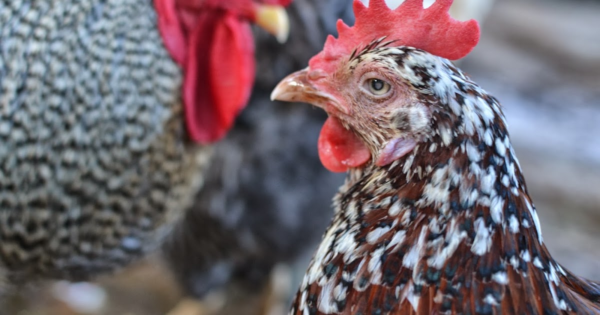 Our Neck of the Woods: Feathered Friend Friday: Chickens With Disabilities
