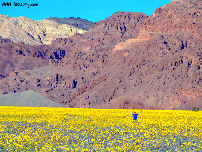 Fast Cory: Stunning Views Of The Death Valley Wildflower Super Bloom