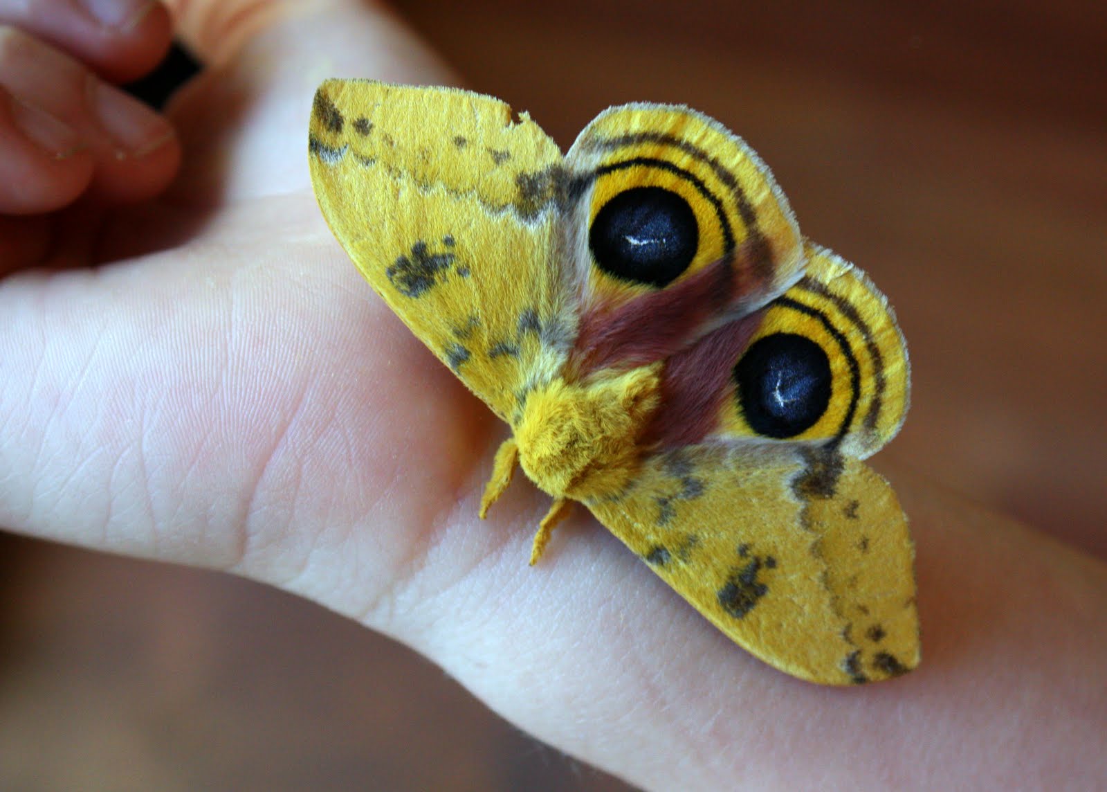 lil fish studios: Io moth - automeris io