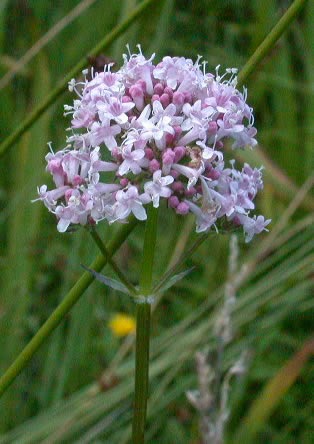 ΒΑΛΕΡΙΑΝΑ - Valeriana Officinalis | ΒΟΤΑΝΟΘΕΡΑΠΕΙΑ . ΘΕΡΑΠΕΥΤΙΚΑ ΦΥΤΑ ...