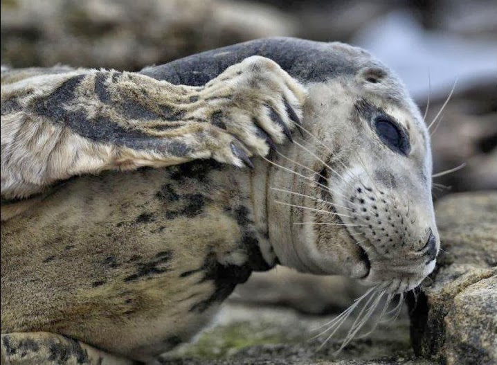 Foca riéndose es captada por el lente de una cámara - Seamos Mas ...