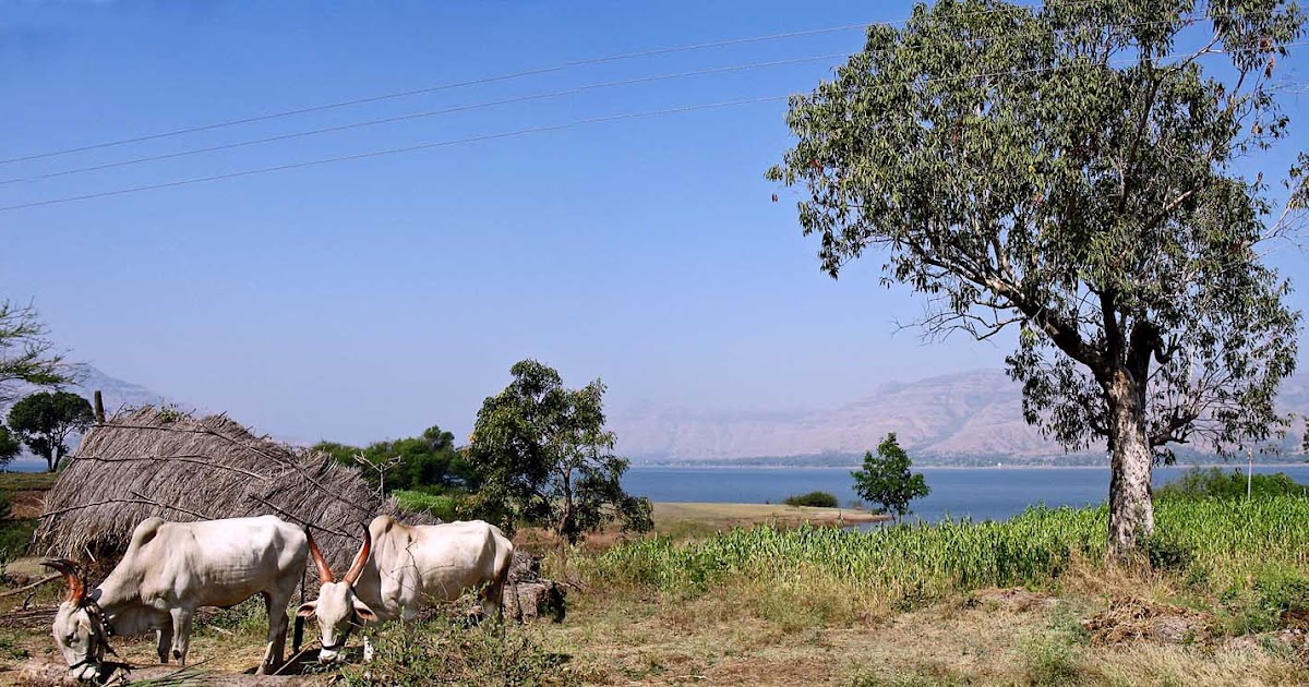 Stock Pictures: Serene scenes from the life of rural India