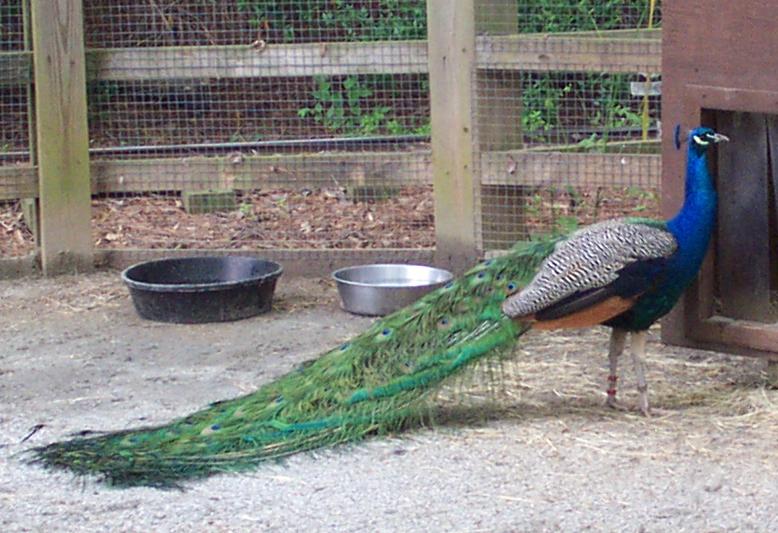 Peacock ~ Wild Life