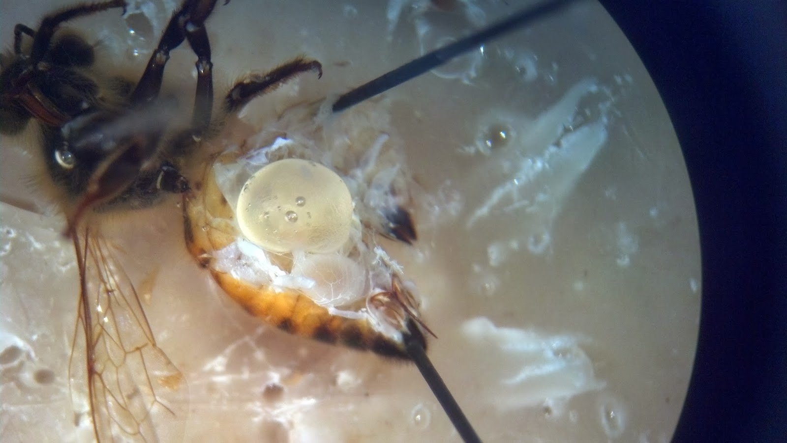 Normal Biology: Dissections and a Crop