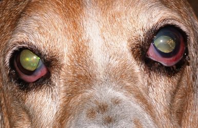 Dog Abc: Dog Eye Disease
