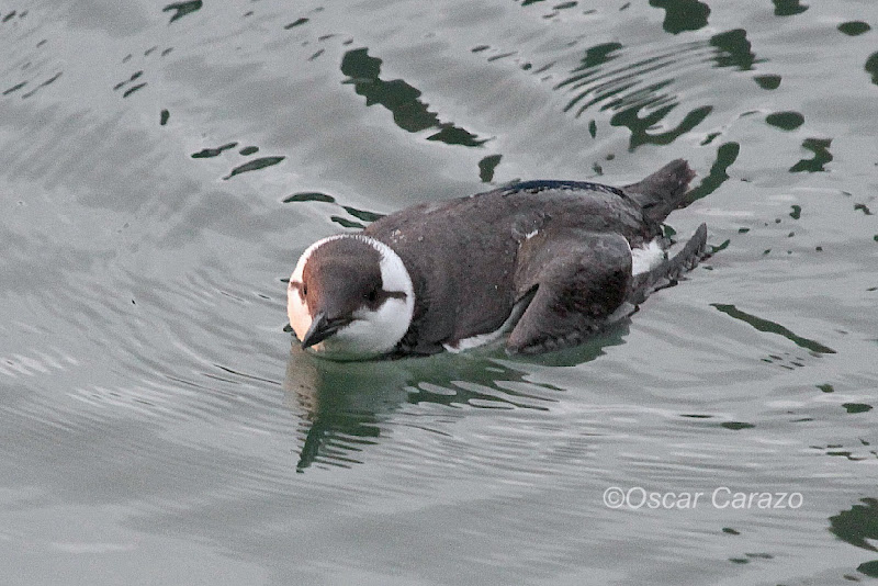 AVESANTURTZI: EL AÑO DE LOS ARAOS