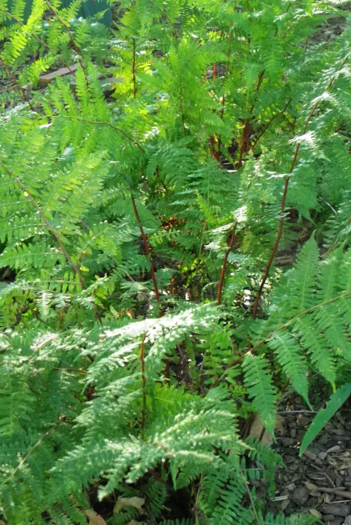 Native in the City: Lady Fern (Athyrium filix-femina)