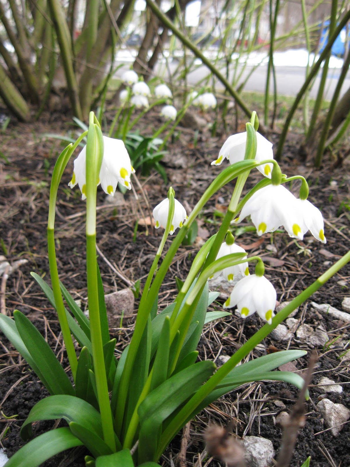 keskkonnasõbrake: Täna algab kevad!
