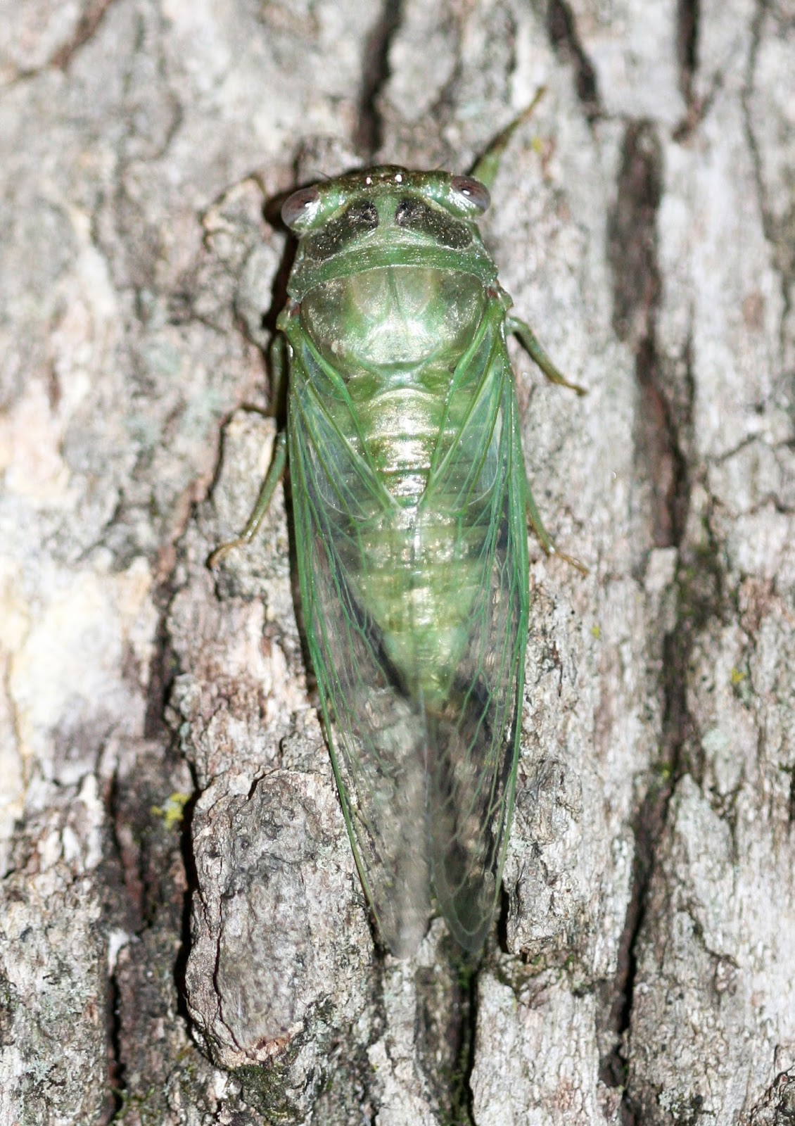 Northern Dusk Singing Cicada - Tibicen Auletes