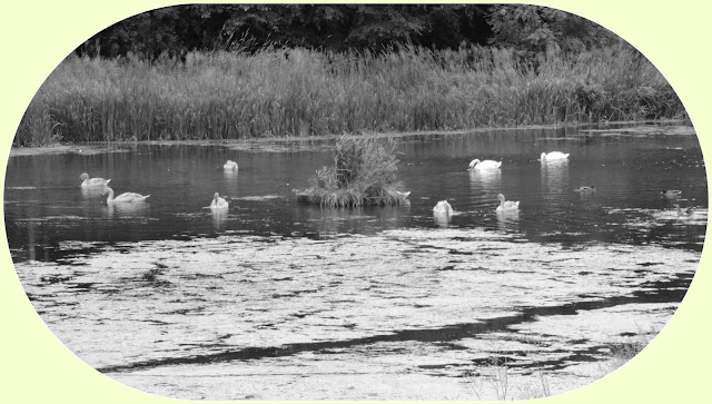 The Glebe Blog: Loch Leven and Stenton Pond in Monochrome