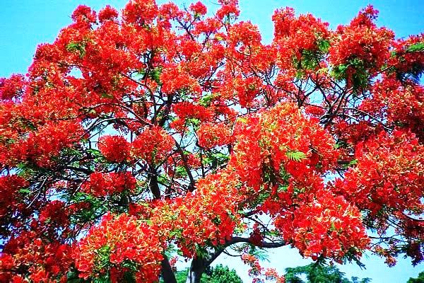 Volvieron los Flamboyanes