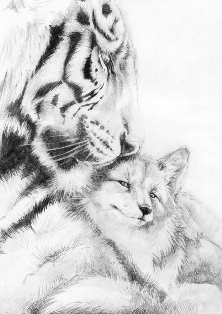 MEMORIES, OLD AND NEW: Fox and the Tiger.. a different kind of story ...