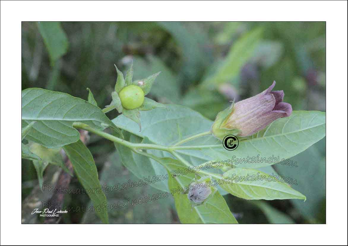 Belladone. Plantes Toxiques. Article 2018 065