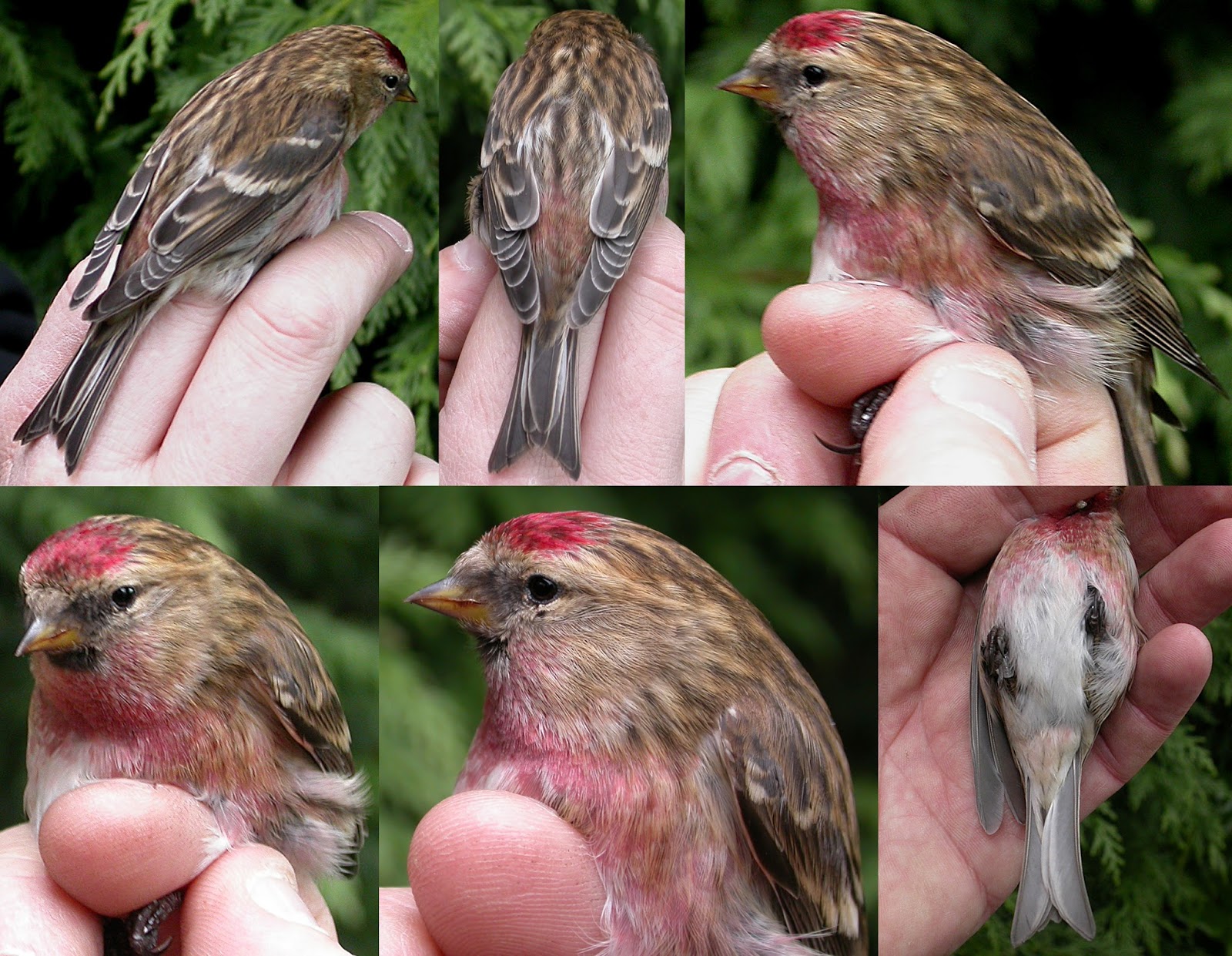 Worcestershire Redpolls and separation guide: Worcestershire Redpolls and a guide to their ...