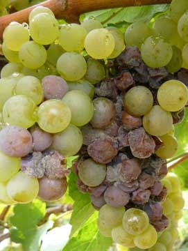 aris blog: HAMA DAN PENYAKIT TANAMAN ANGGUR