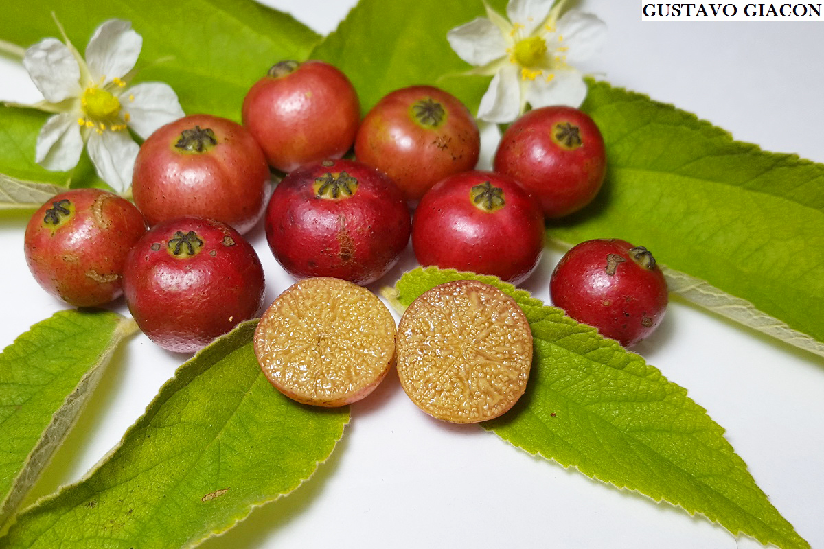 Viveiro Ciprest - Plantas Nativas e Exóticas: Calabura ( Muntingia ...