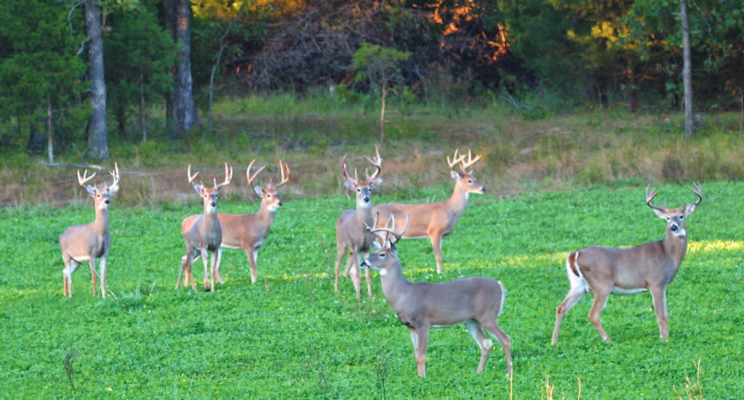 Whitetail Institute: June 2014